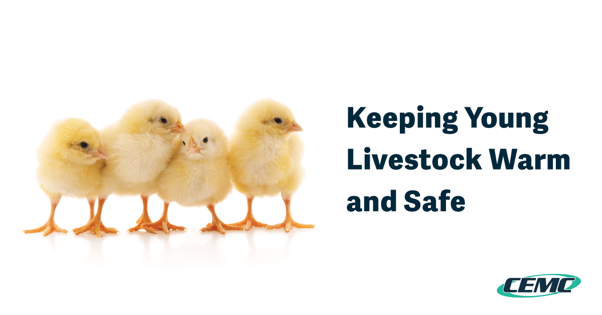 Keeping Young Livestock Warm and Safe - CEMC